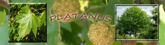 Platan - Szkółka roślin Stecz